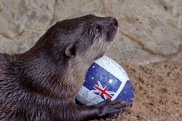 This Tiny Otter Scoring A Try Is Cute AF