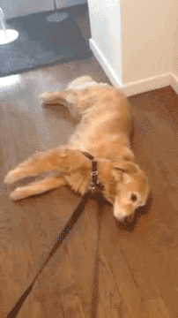 18 Of The Laziest Dogs