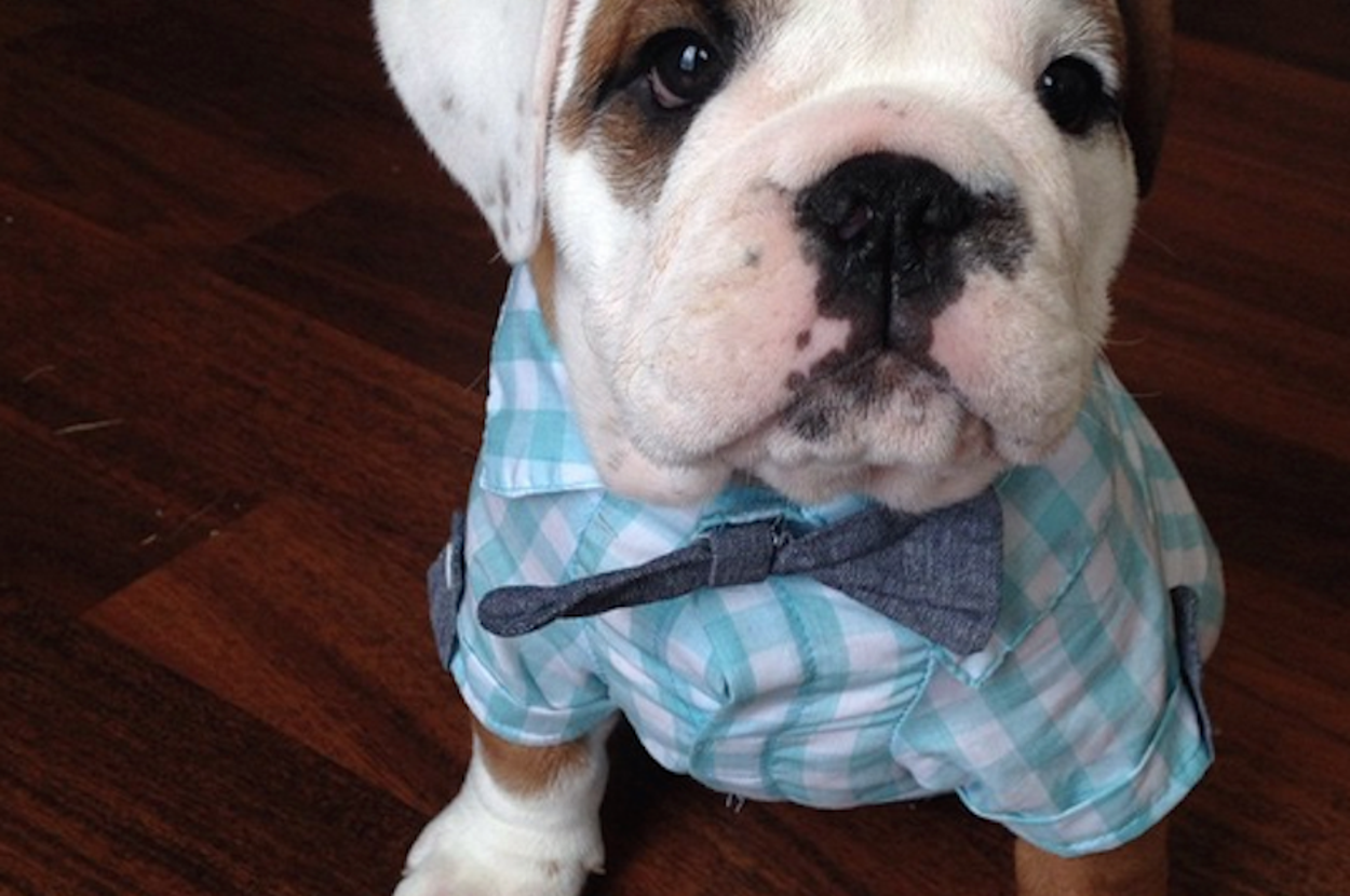 23 Adorable Puppies In Their Sunday Best