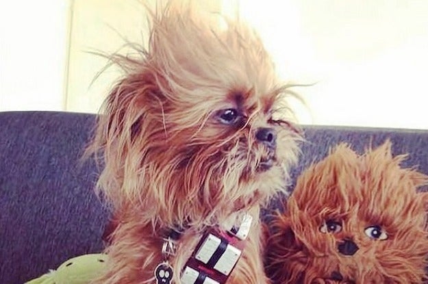 18 perros que podrías confundir con Chewbacca