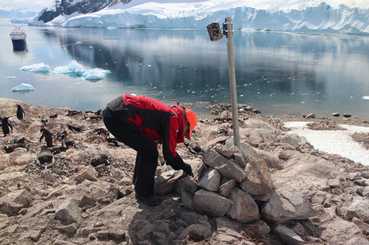 Watch These Cute Penguins Take A Massive Collective Poop To Melt Ice