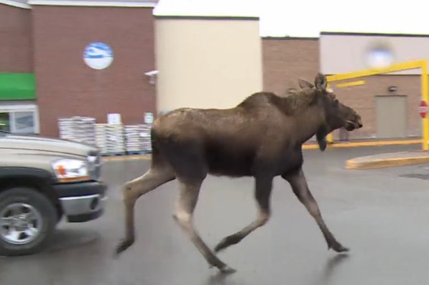 Watch This Moose Evade Police And Regain Its Sweet Freedom