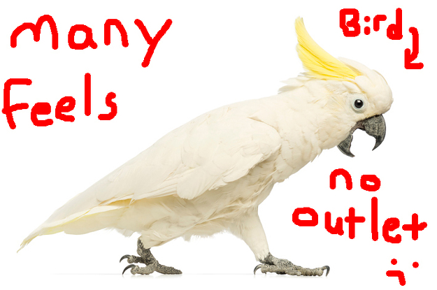 How To Cope With Your Emotions, According To This Cockatoo