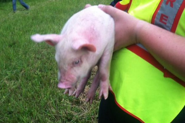 Up To 1,000 Piglets Presumed Killed In Ohio Truck Crash