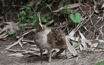 This Tiny Pudu Fawn Kissing His Mother Will Make Your Day