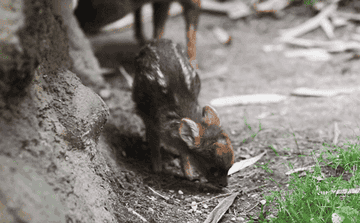 This Tiny Pudu Fawn Kissing His Mother Will Make Your Day