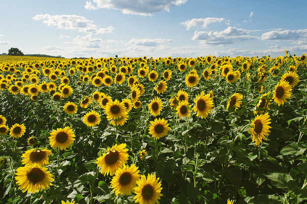 25 Stunning Prairie Photos That'll Make You Want To Move To The Midwest