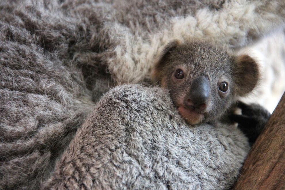 An Adorable Day In The Life Of A Baby Koala