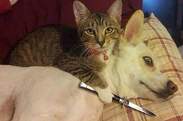 14 Cats That Are Dope As F*ck