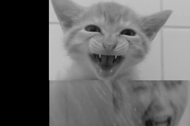 Someone Recreated The Iconic Shower Scene From "Psycho" With Cats ...