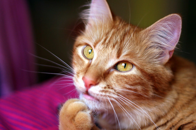 Let This Cat Decide What You Should Do Right Now