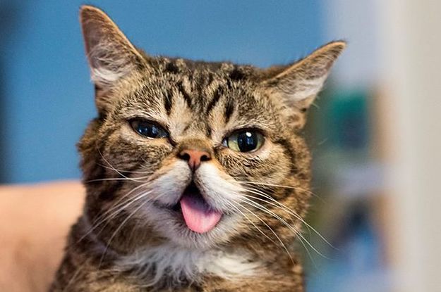 What's Your True Cat Name?