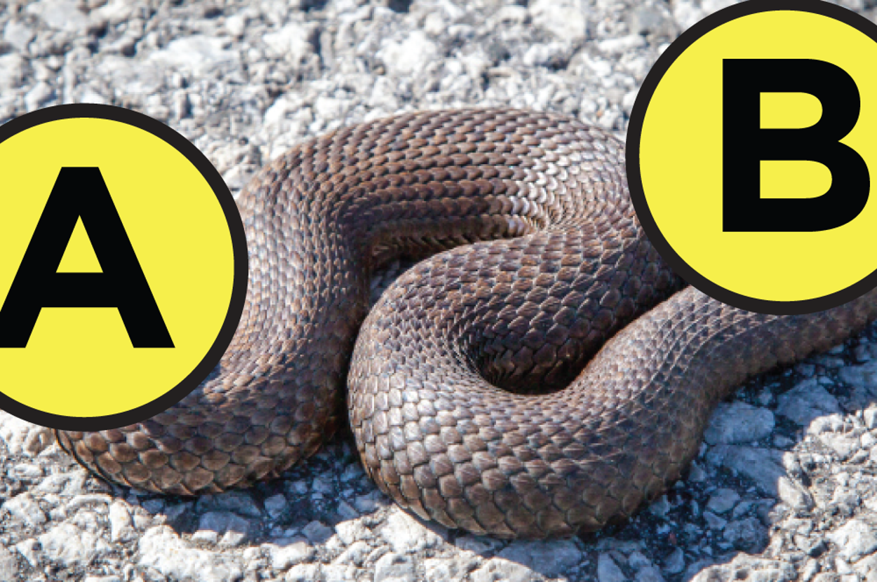 Can You Guess Which Is The Bitey End Of A Snake?