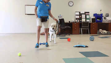 Here's What It's Like Being A Service Dog In Training