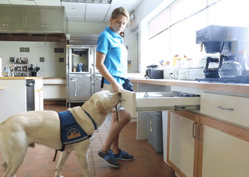 Here's What It's Like Being A Service Dog In Training
