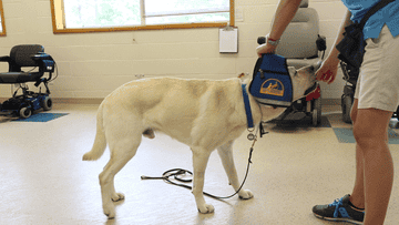 Here's What It's Like Being A Service Dog In Training