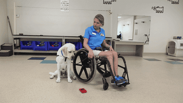 Here's What It's Like Being A Service Dog In Training