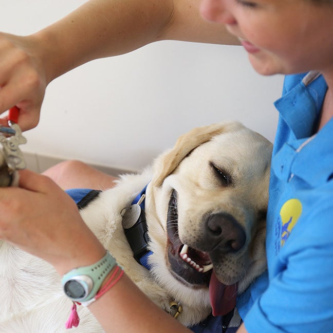 Here's What It's Like Being A Service Dog In Training