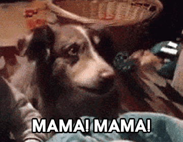 This Dog Learned To Say "Mama" Before The Baby He Lives With And It's ...