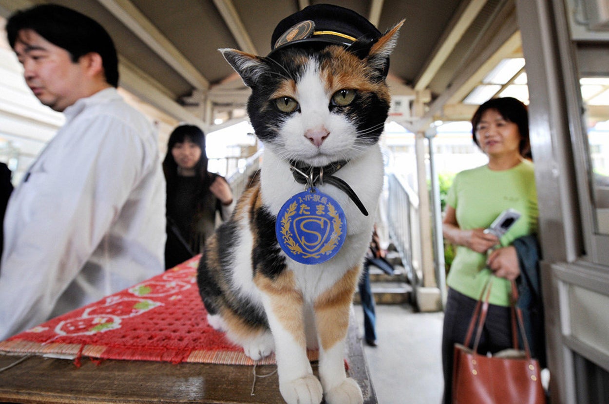 This Legendary Cat Worked As A Stationmaster For Eight Years