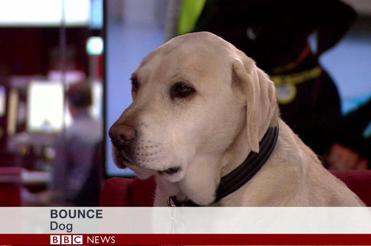 The 16 Funniest BBC News Captions Of All Time