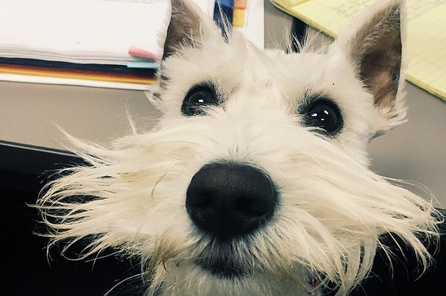 11 Reasons Office Dogs Are The Ultimate Office Supply