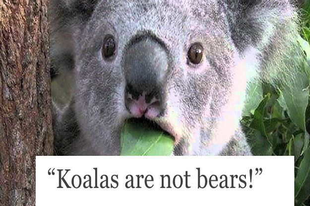 17 Times Tumblr Totally Nailed Australian Proverbs