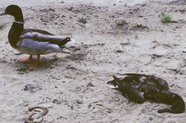 5 June Is Dead Duck Day Please Observe A Moment Of Silence