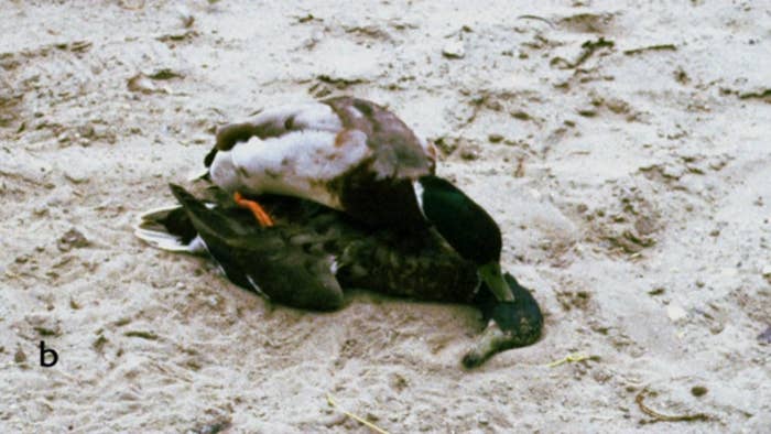 5 June Is Dead Duck Day – Please Observe A Moment Of Silence