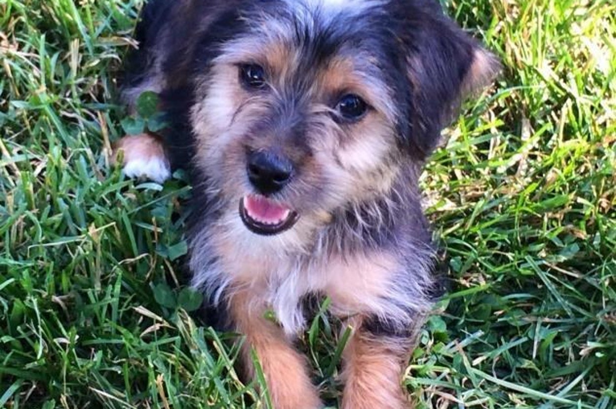 50 Adoptable Dogs From Every State In The USA