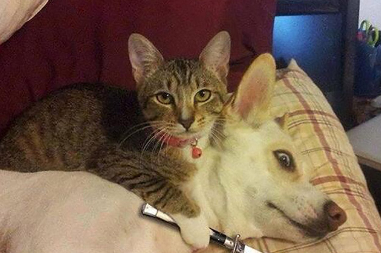 14 Cats That Are Dope As F*ck