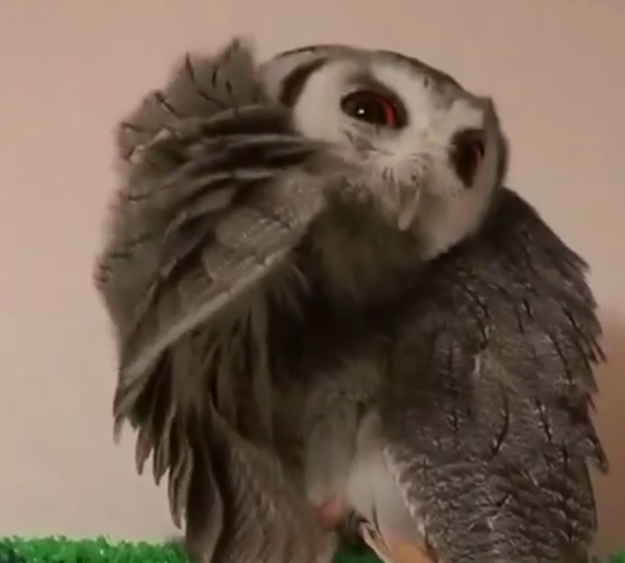 This Owl Trying To Sell Drugs Will Keep You Smiling All Day