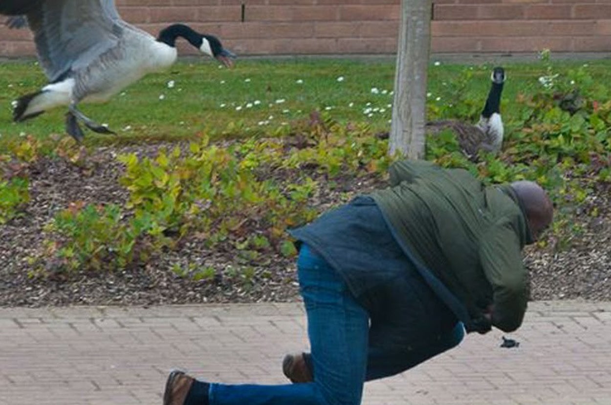What’s Been Your Scariest Canada Goose Encounter?