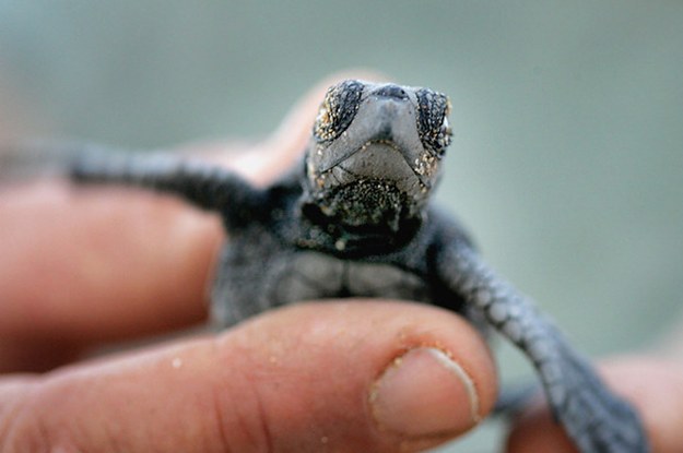 12 Baby Animals Who Are Waiting For Your Arrival In SW Florida