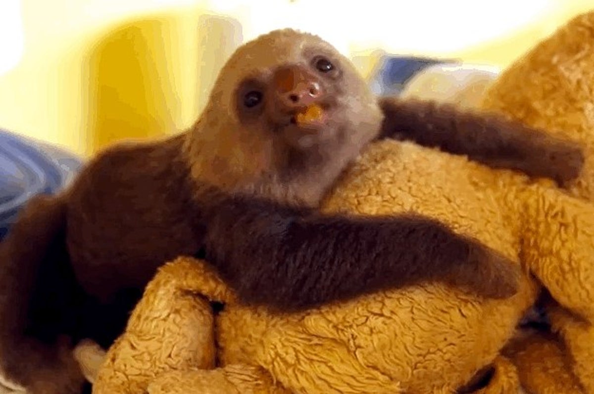 Deal With It Gif Sloth