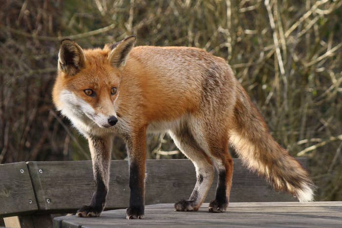 17 Happy Foxes Who Are Celebrating The Fox-Hunting Ban