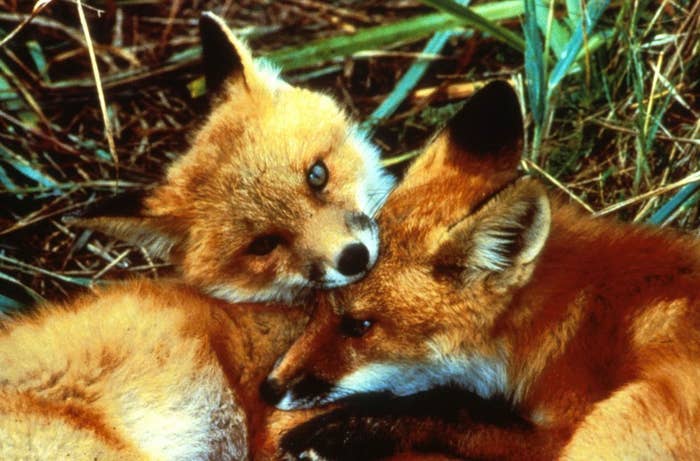 17 Happy Foxes Who Are Celebrating The Fox-Hunting Ban