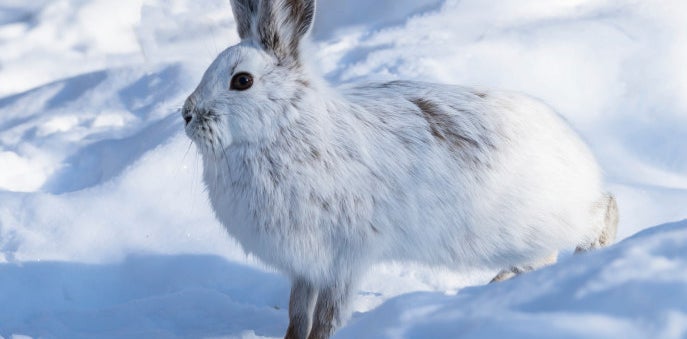 16 Animals In Canada Who Are Sick And Tired Of Being Ignored