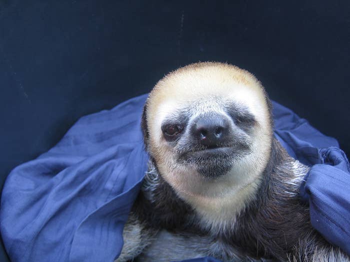 17 Sloth Reactions For Every Lazy Person