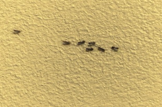 This Tiny Ant Traffic Jam Is Hilarious