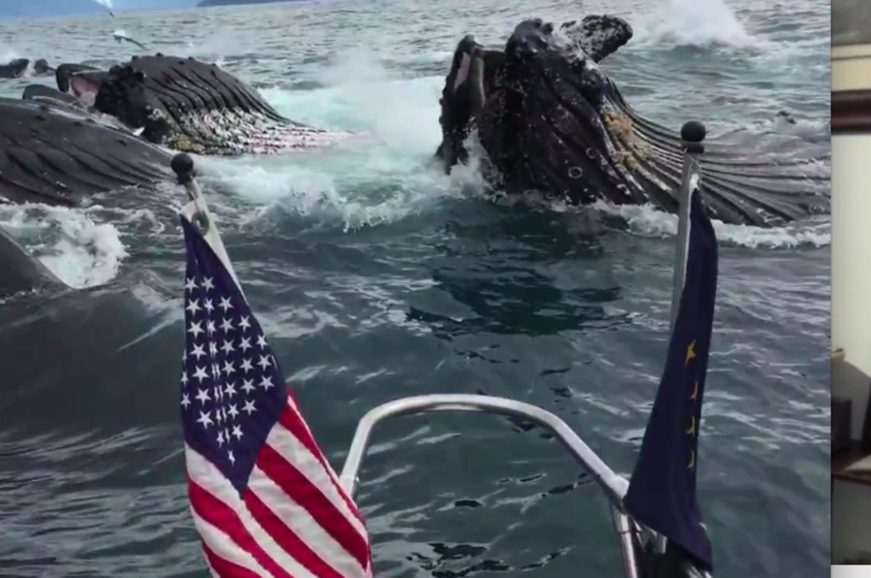 This Guy’s Reaction To Seeing A Pod Of Humpback Whales Is Literally The ...