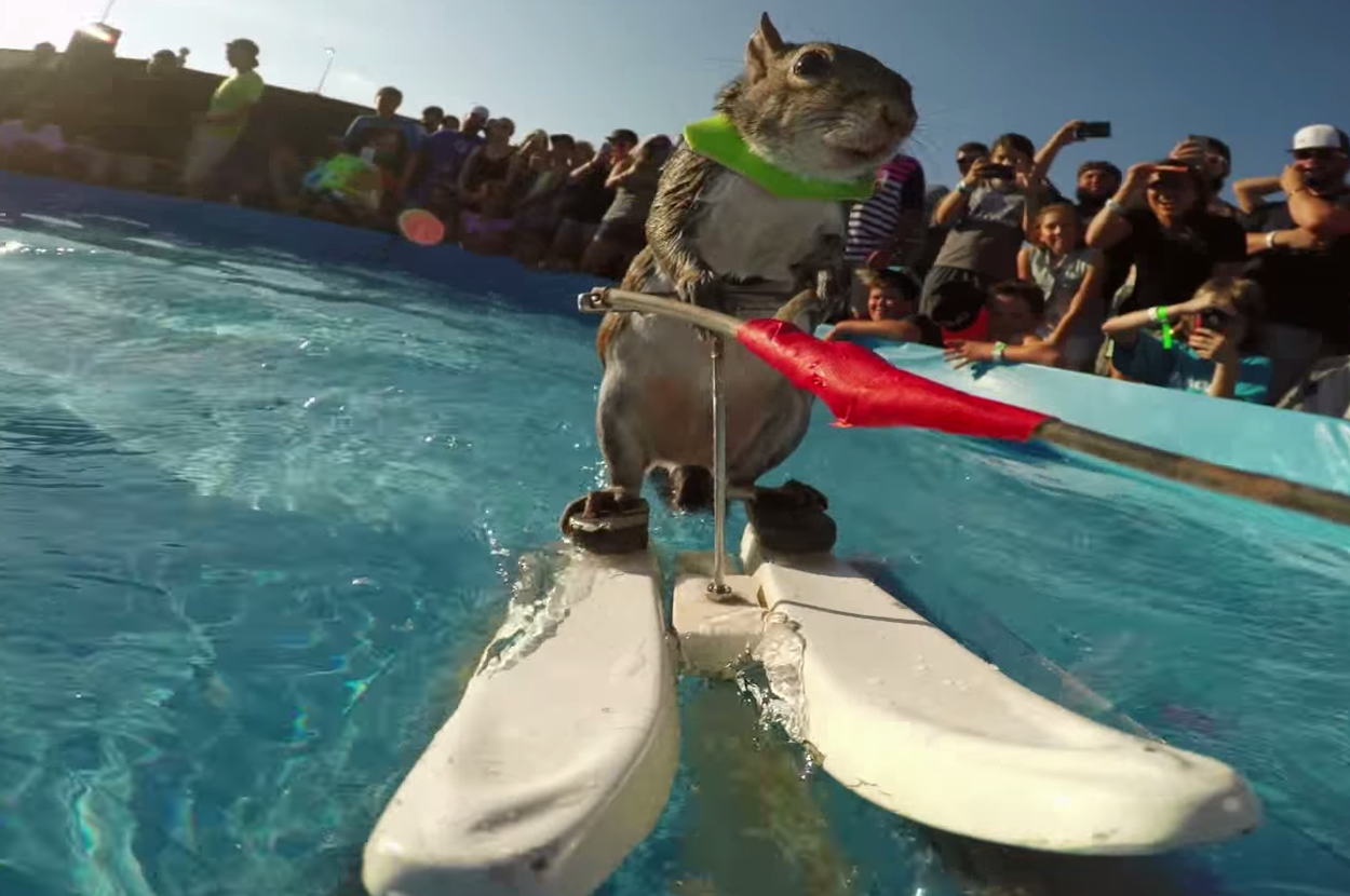 water skiing squirrel
