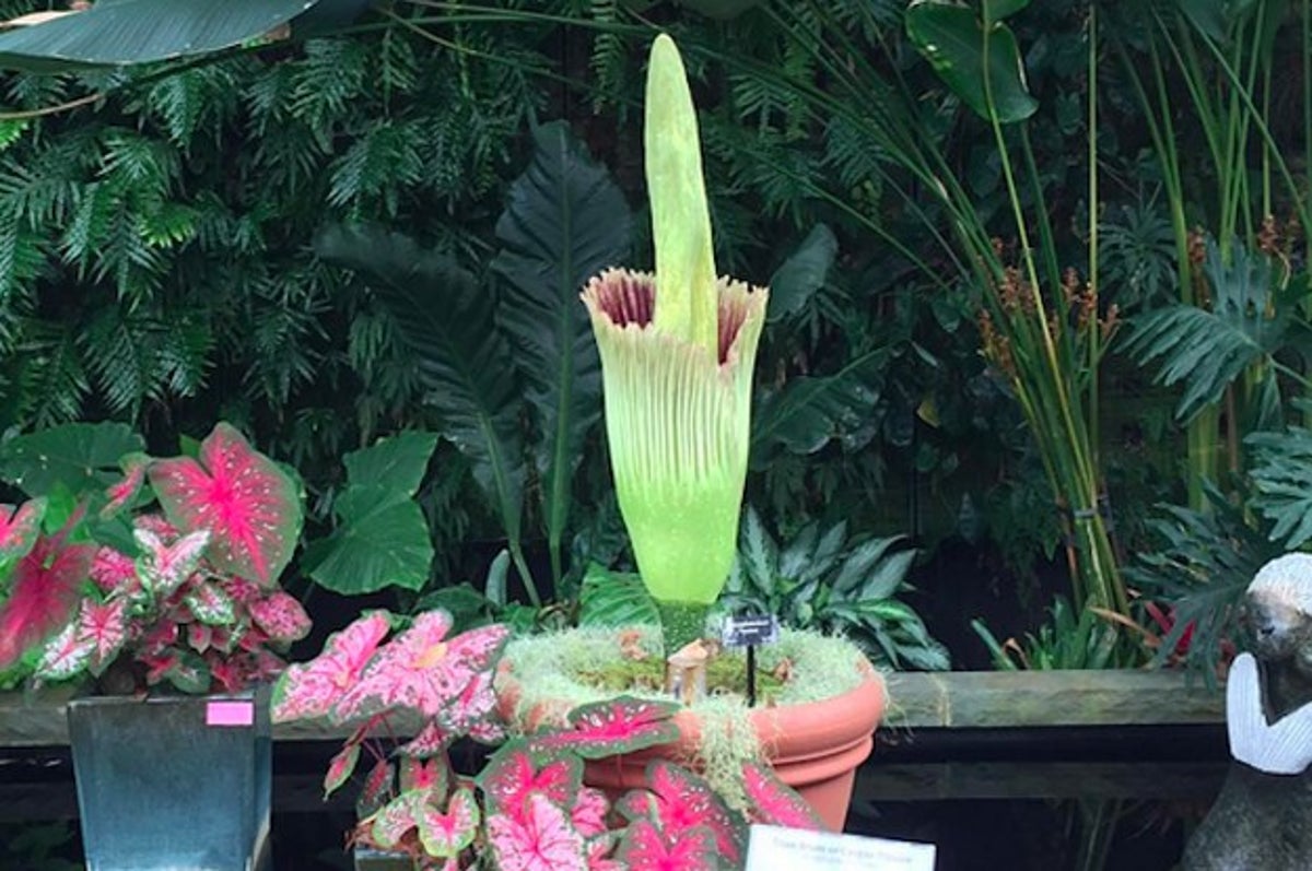 Corpse Flowers, Which Smell Like Rotting Flesh, Are Blooming Around The ...