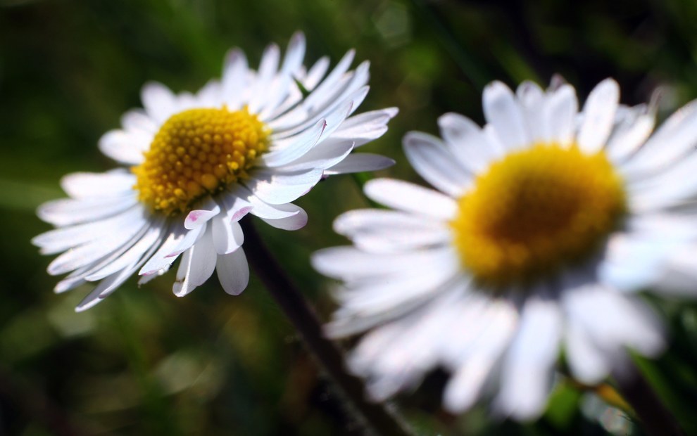 These "Mutant Daisies" Near Japan's Nuclear Disaster Site Are Freaking ...