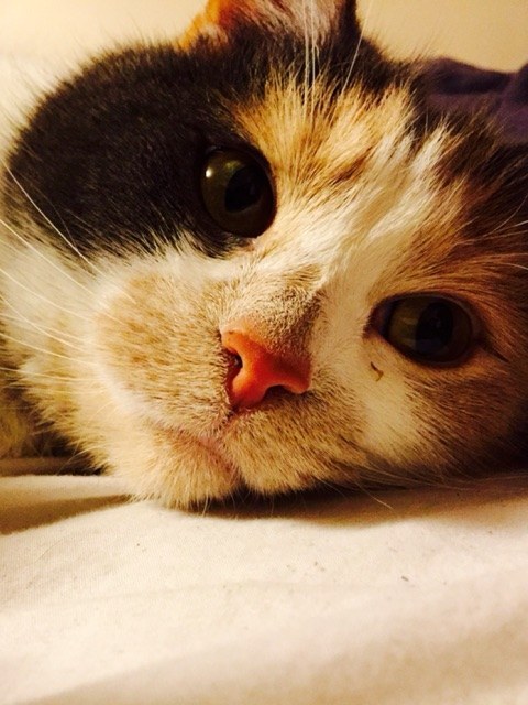 15 Pets Who Are Seriously Over You Right Now