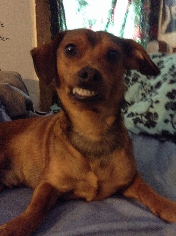 14 Dogs Smiling So Sly