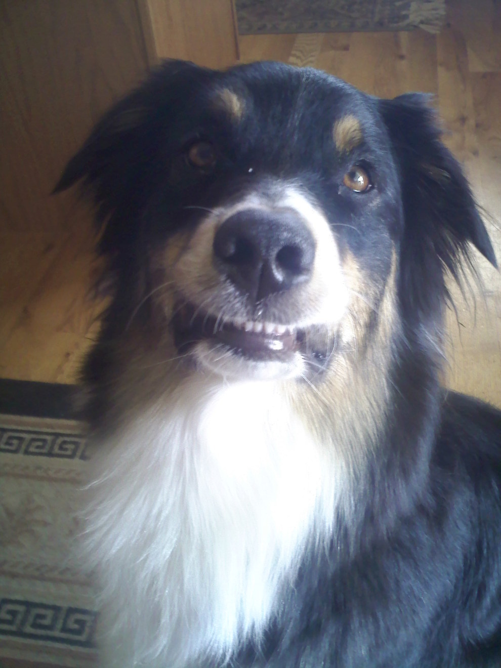 14 Dogs Smiling So Sly