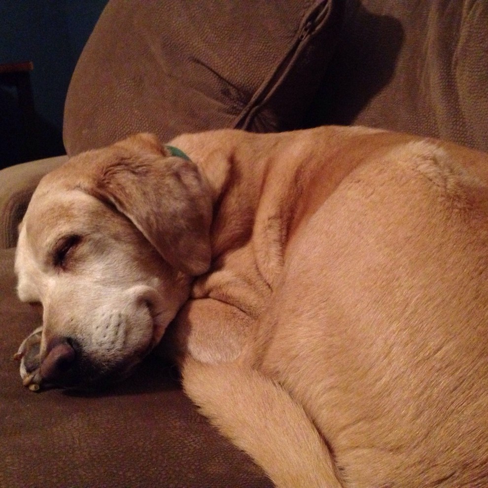 14 Dogs Smiling So Sly