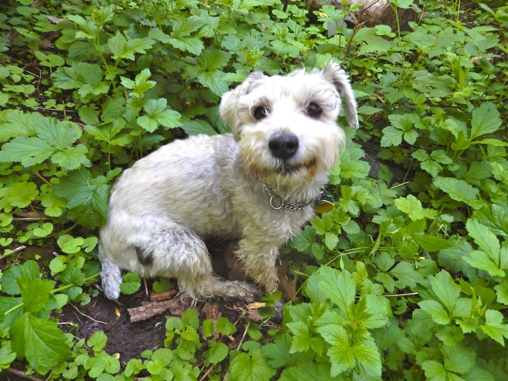 14 Dogs Smiling So Sly