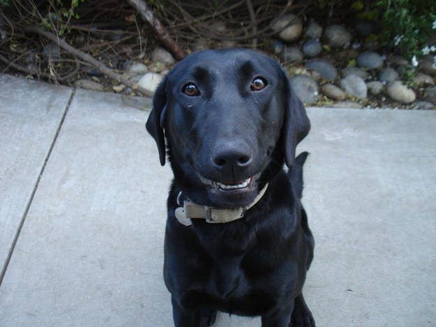 14 Dogs Smiling So Sly